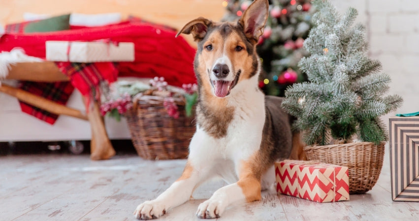 Should you buy your dog a Christmas gift? – Nurture Your Pet Should you buy your dog a Christmas gift? – Nurture Your Pet