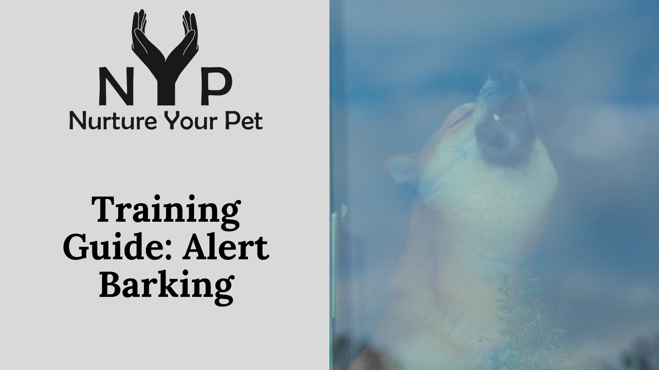 Training Guide: Alert Barking – Nurture Your Pet