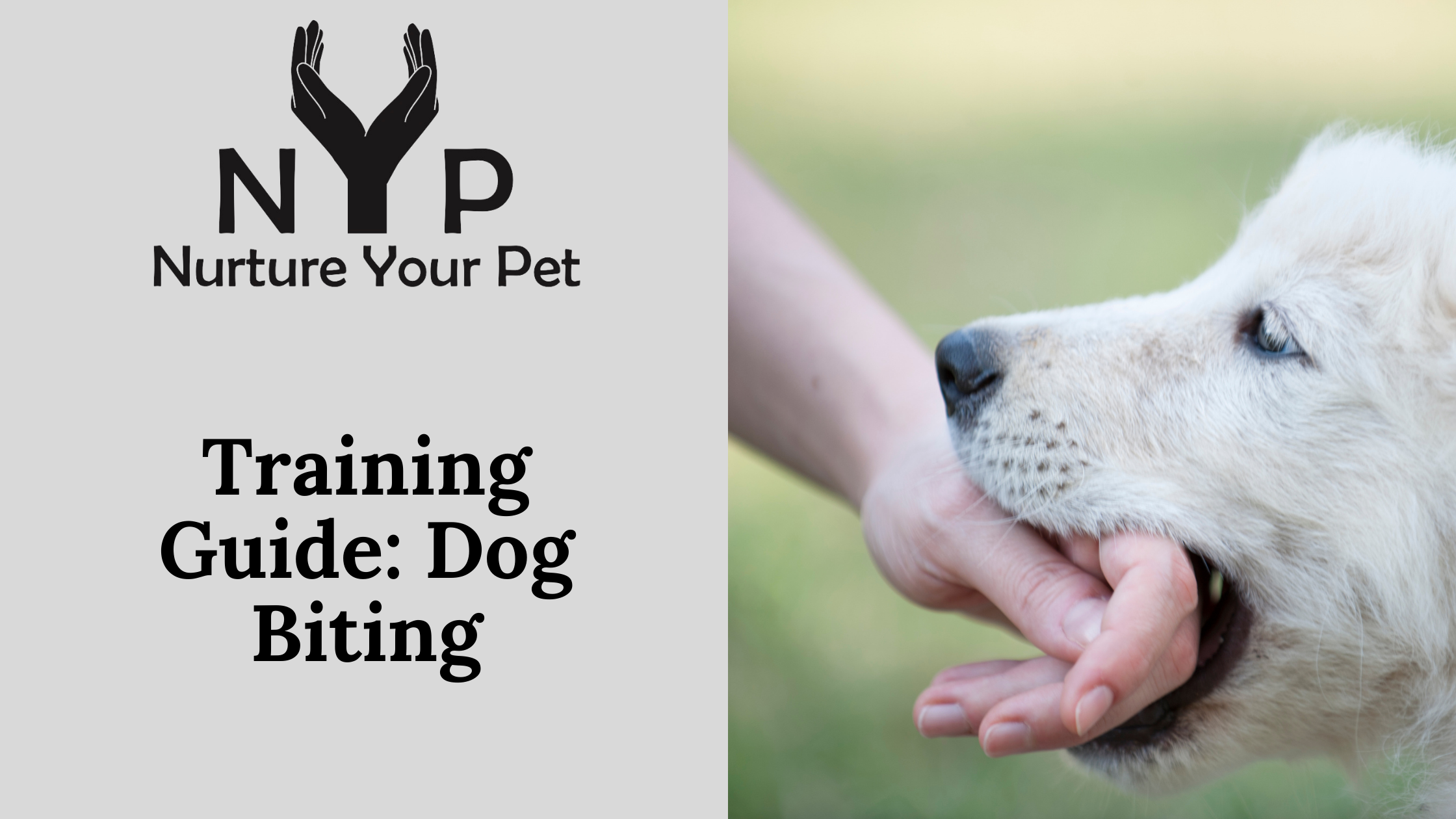 Training Guide: Dog Biting – Nurture Your Pet