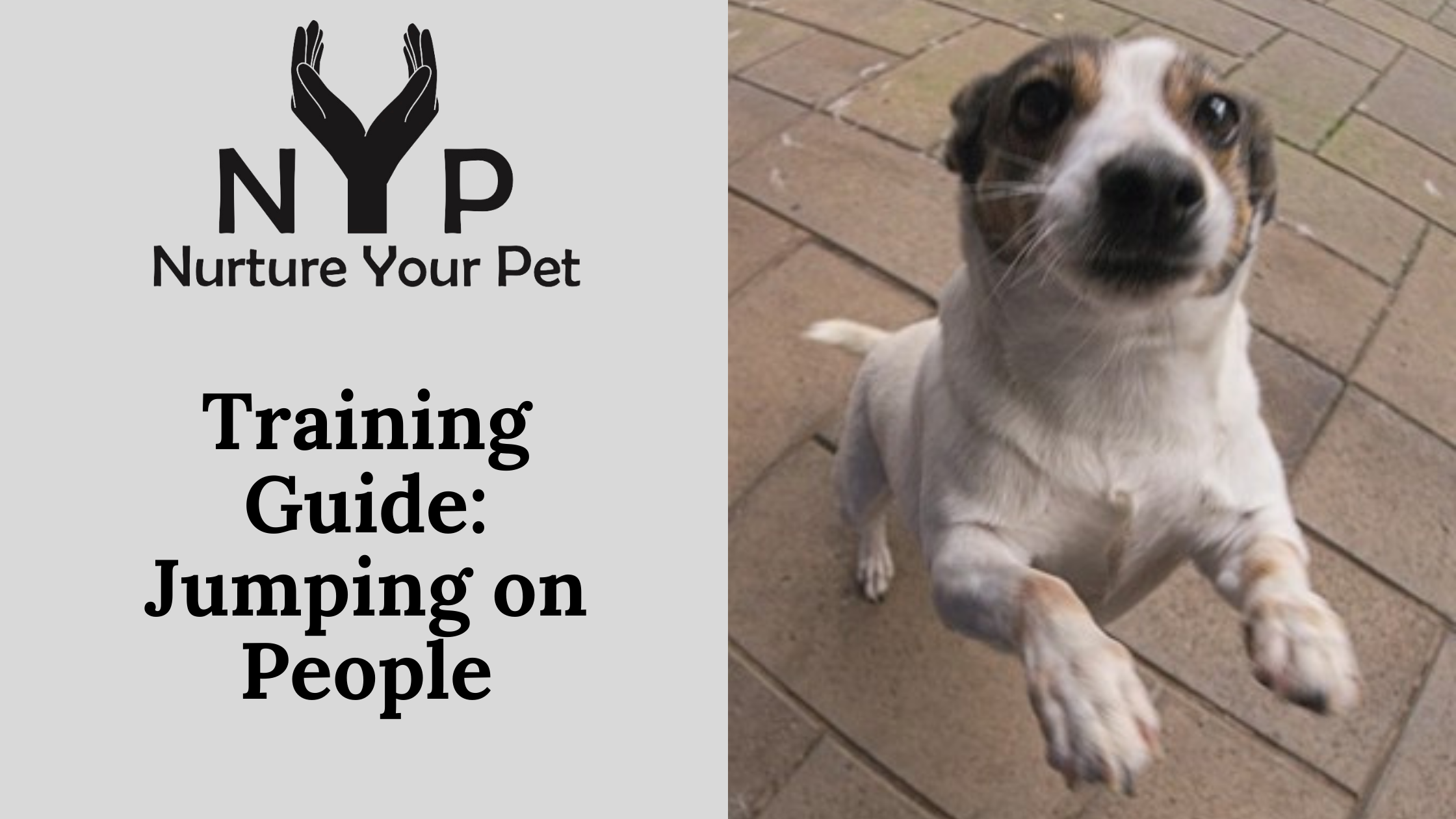 Training Guide: Jumping on People – Nurture Your Pet