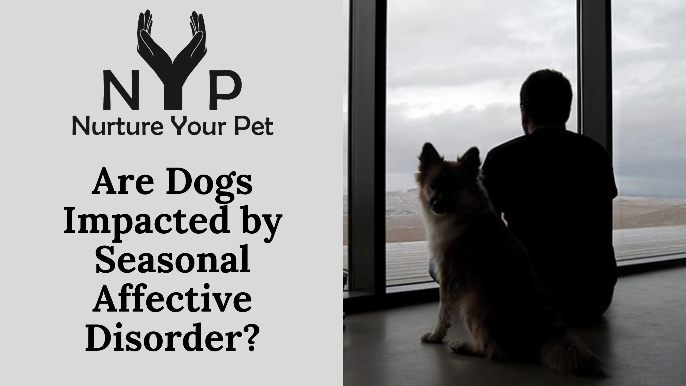 Are Dogs Impacted by Seasonal Affective Disorder? – Nurture Your Pet