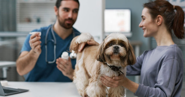 Liver Failure in Dogs: Symptoms, Causes, Treatment, and Prevention Gui ...