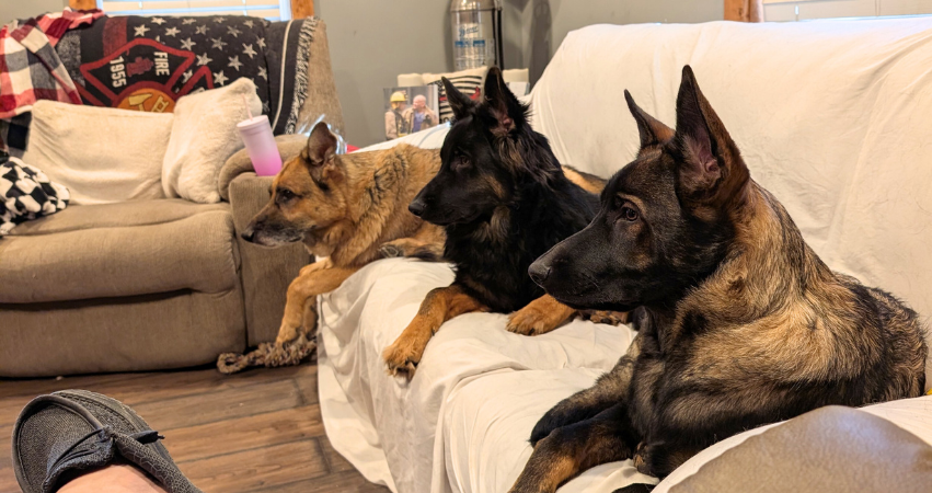 When Love Finds a Way Back: Moses, Meshach & Mordecai – Nurture Your Pet